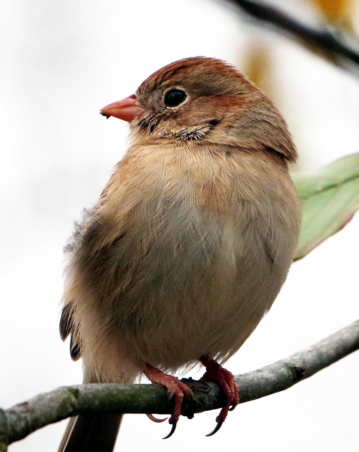 Fine Feather Detail – Matthew's Photography