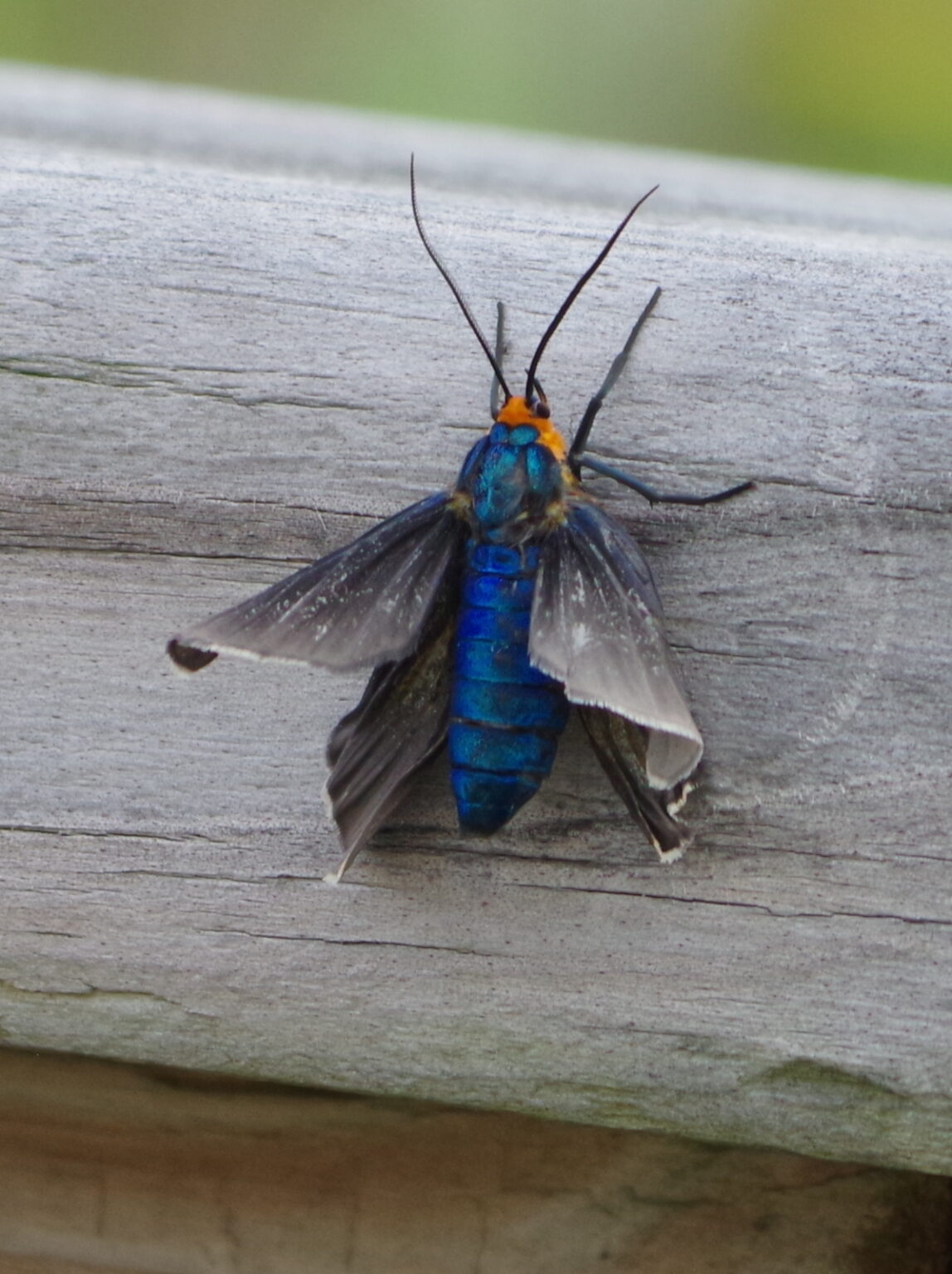 Virginia Ctenucha – Matthew's Photography