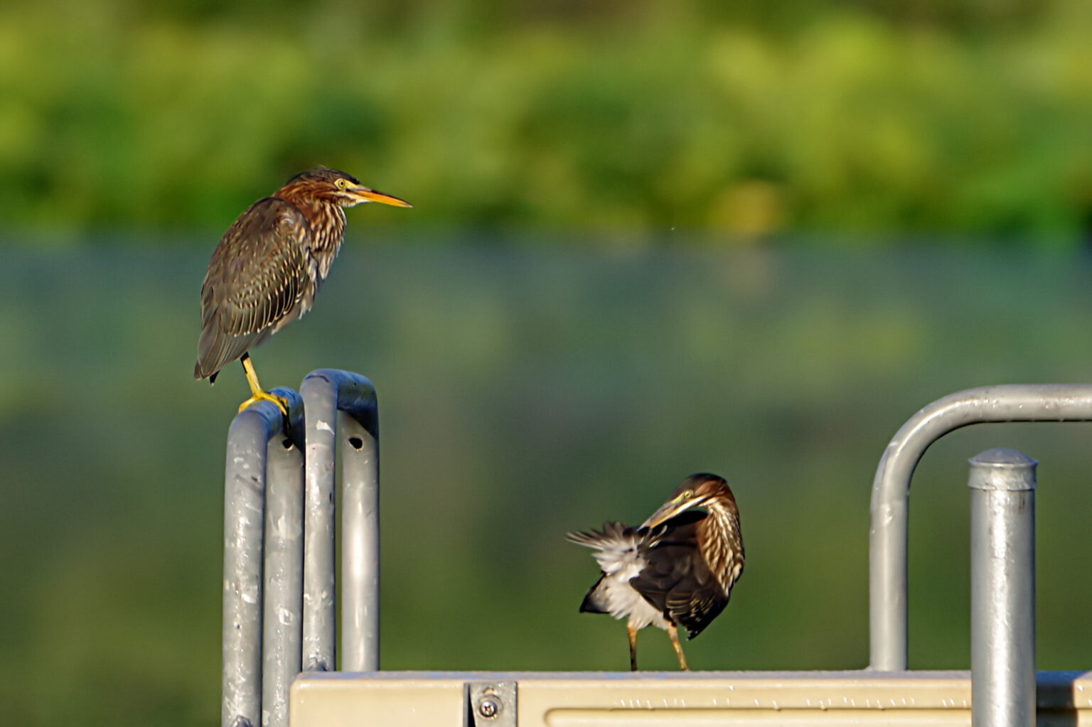 Juvenile Green Herons – Matthew's Photography