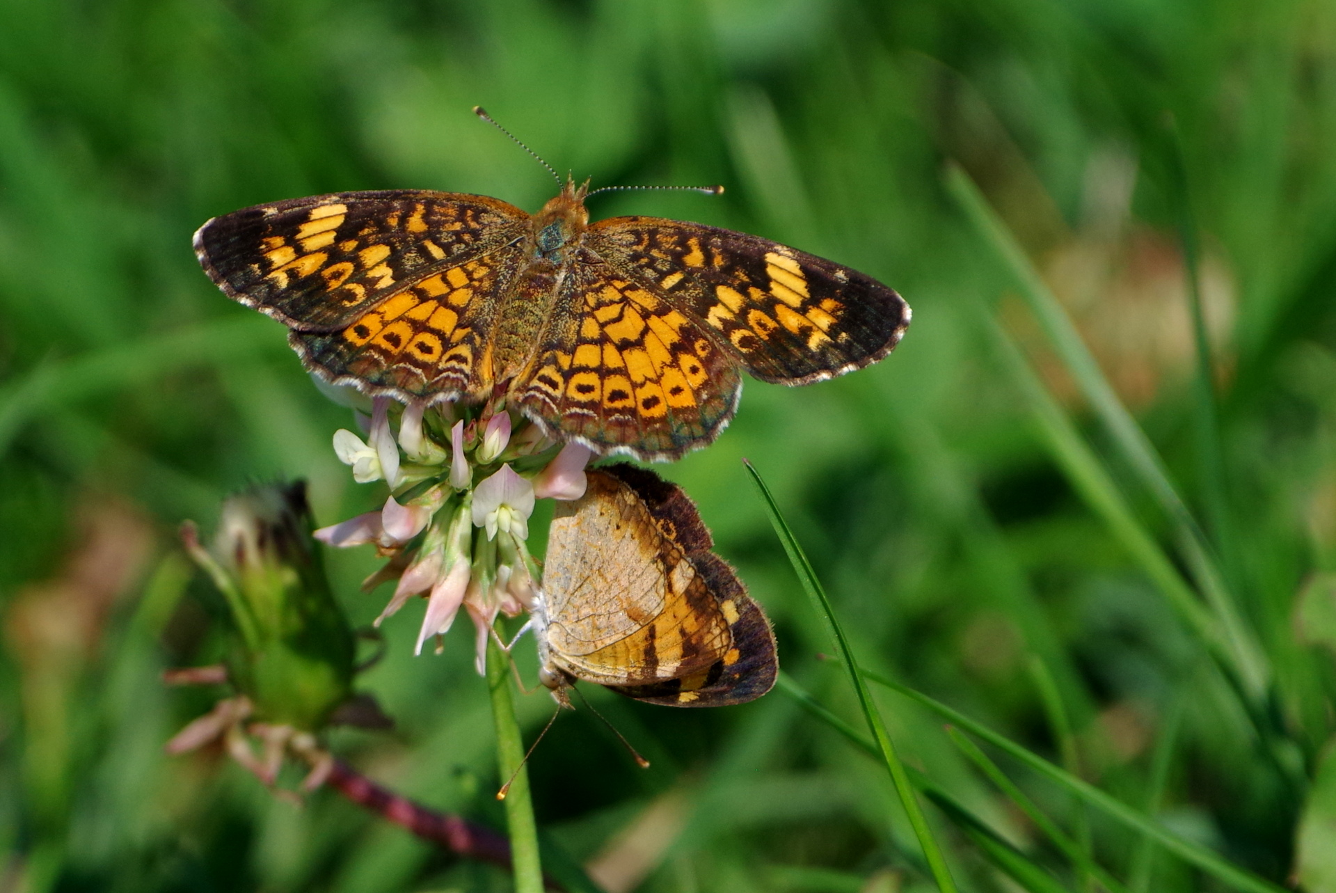 Pearl Crescents – Matthew's Photography